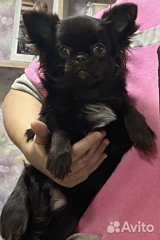 Шоколадная конфетка