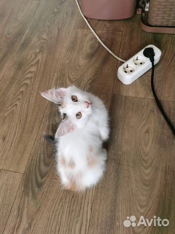 Малышка с цветочком ищет дом