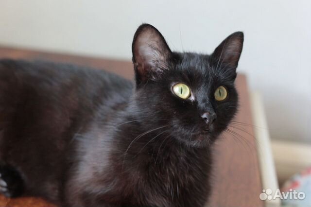 Большеглазая красавица в добрые руки