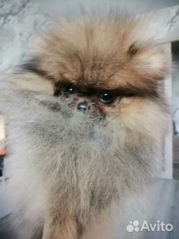 Померанский шпиц - медвежонок