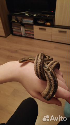 Узорчатый полоз