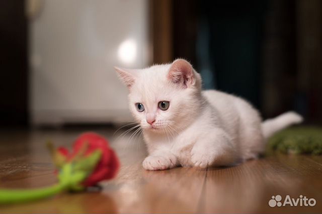 Шотландские прямоухие котята