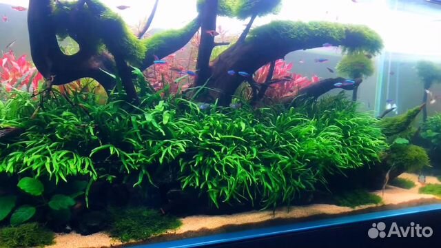 Набор аквариумных растений