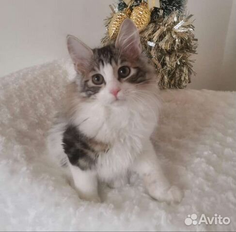 Курильский бобтейл девочка