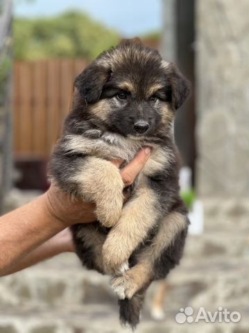 Щенок девочка метиска в добрые руки