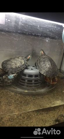 Красноухая черепаха с аквариумом