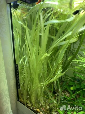 Растение для аквариума Валлиснерия гигантская
