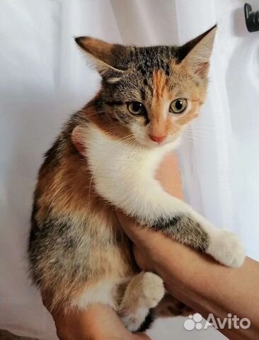 Котёнок девочка