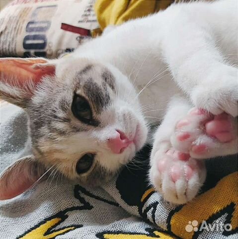 Ласковой малышке нужен дом