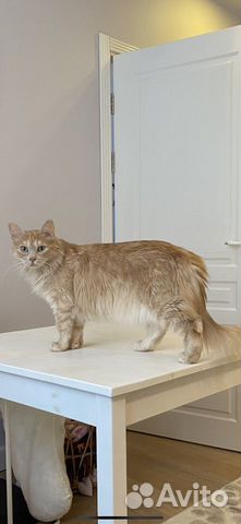 Кошечка в добрые руки