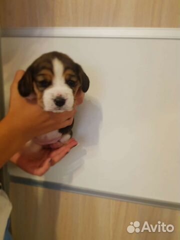 Щенки бигль