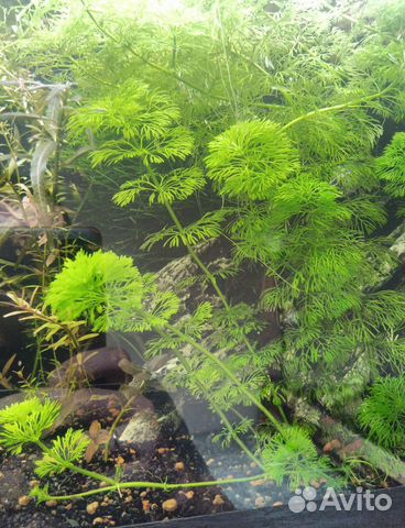 Прополка аквариумных растений