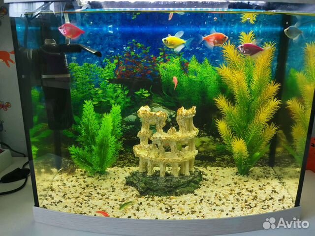 Аквариумные рыбки