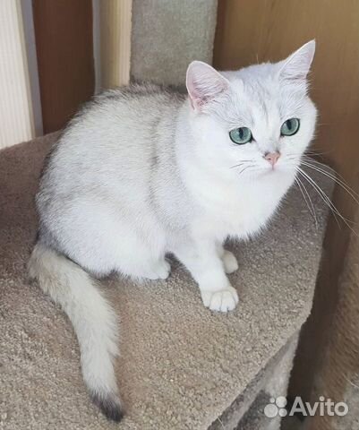 Британская короткошерстная кошка