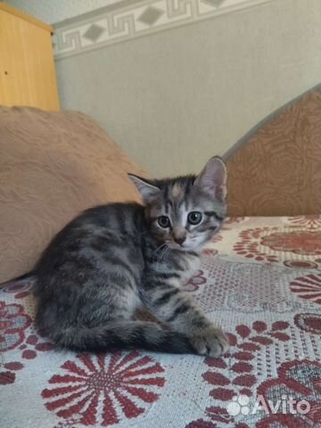 Когечка в добрые руки