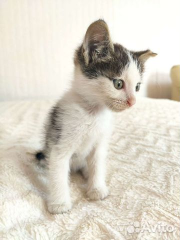 Котята в добрые руки бесплатно