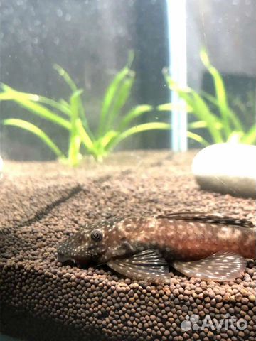 Анцитрус бесплатно