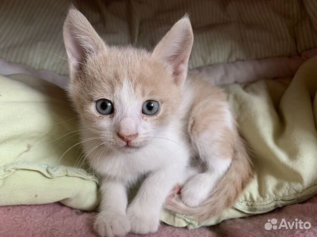 Котенок персиковый мальчик 1,5 мес