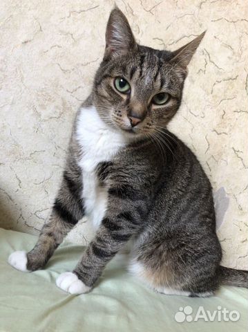 Леся кошечка в добрые руки дар бесплатно