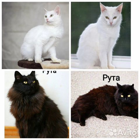 Отдам кошку в добрые руки