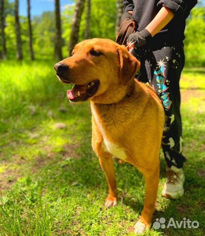 Риджбек в добрые руки