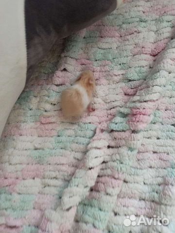 Сирийские хомячки