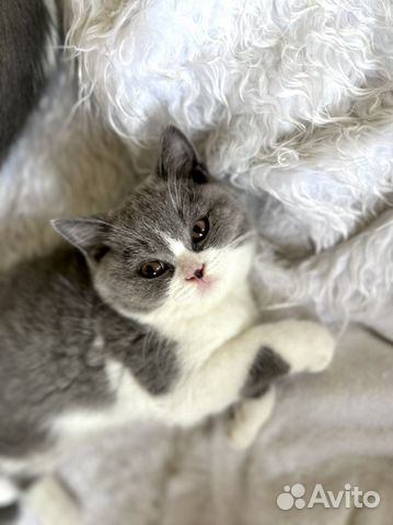 Британские котята короткошерстные