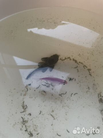 Отдам - Сомик и Теренция розовая