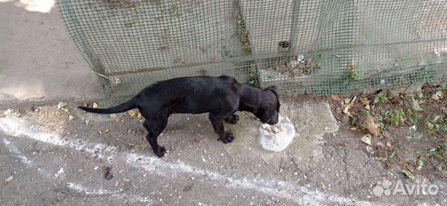 Собака в добрые руки щенок