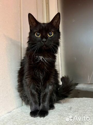 Кошечка Шанти 1 годик