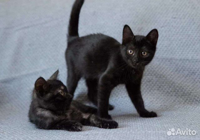 Котенок Кира 3-4 месяца