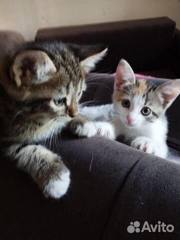 Отдадим котят в добрые руки 1 месяц