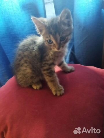 Котенок в дар