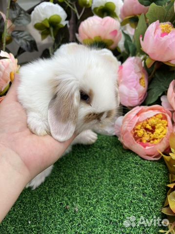 Кролик Милаш вислоухий