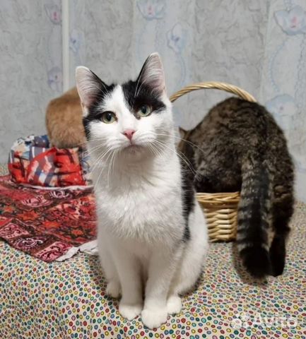 Котик Шустрик, белый с черными пятнышкам