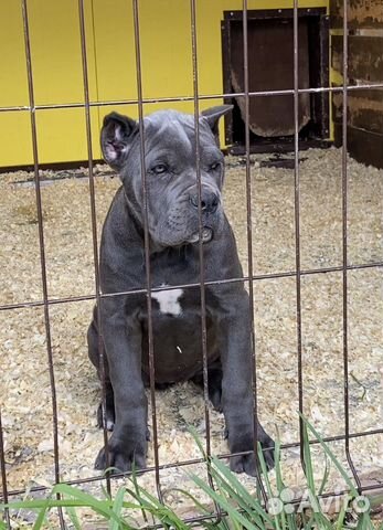 Кане Корсо - шикарные серые девочки