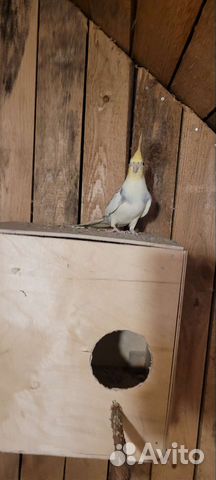 Попугай корелла пара