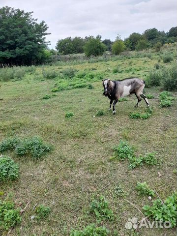 Казел породы ломанчо чисто кровный на покрытие