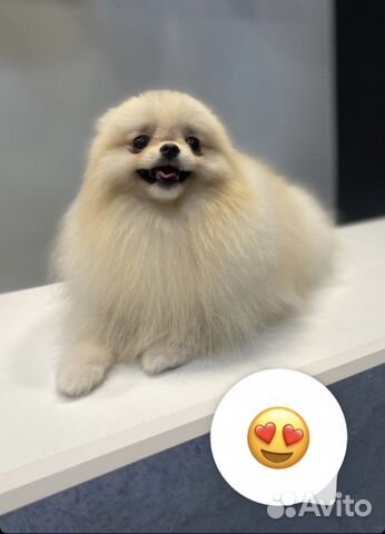 Померанский шпиц мини для вязки