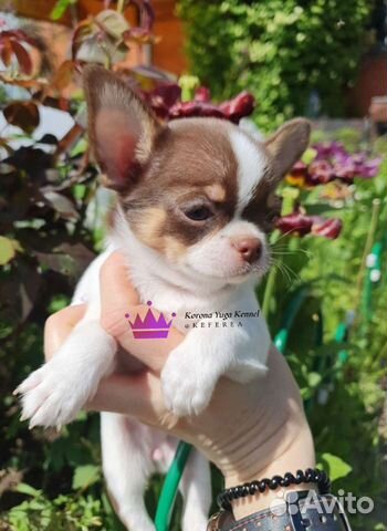 Чихуахуа щоколадка