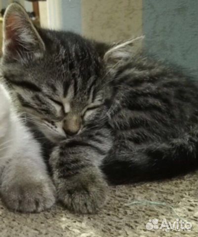 Котенок тигренок мальчик