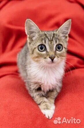 Котенок Борис очень испуган