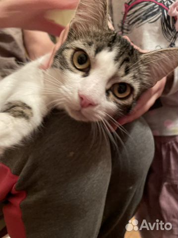 Кот сноу-шу