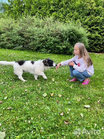 Коротколапик Миха ищет дом