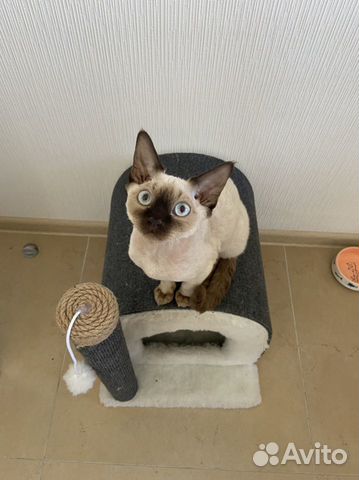 Любимый кот