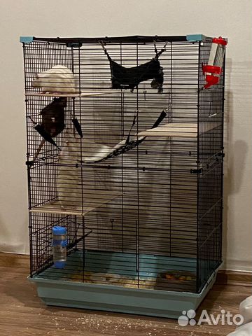 Крысы с клеткой