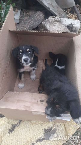 Собака в добрые руки