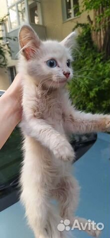 Кошки в добрые руки бесплатно