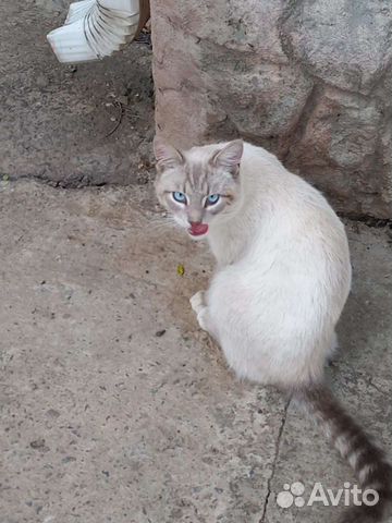 Тайский кот бесплатно