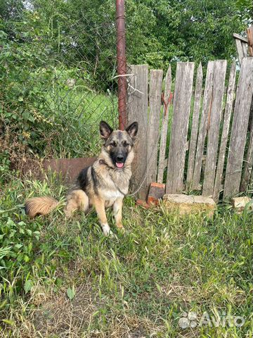 Щенок подросток помесь с овчаркой в добрые руки